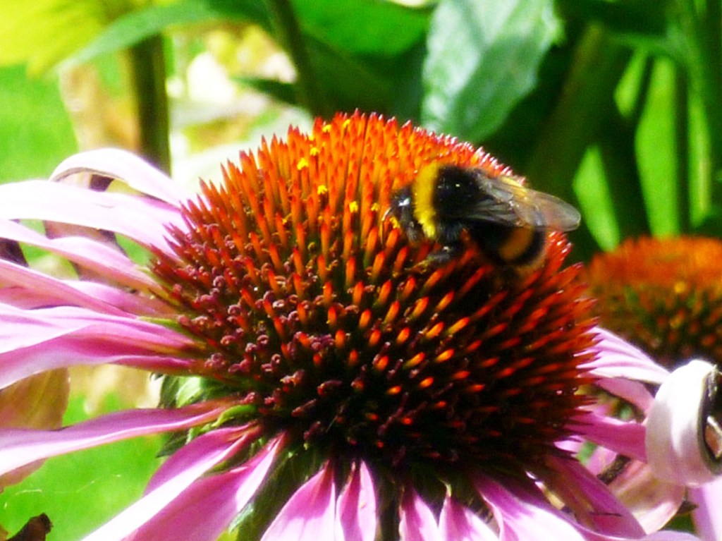 Five things you should know about bumble bees | Mrs Apis Mellifera