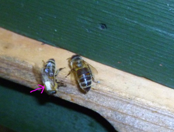 pollen | Mrs Apis Mellifera
