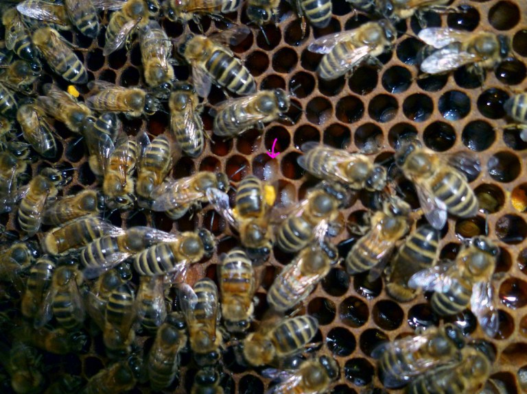 The secret beekeepers | Mrs Apis Mellifera