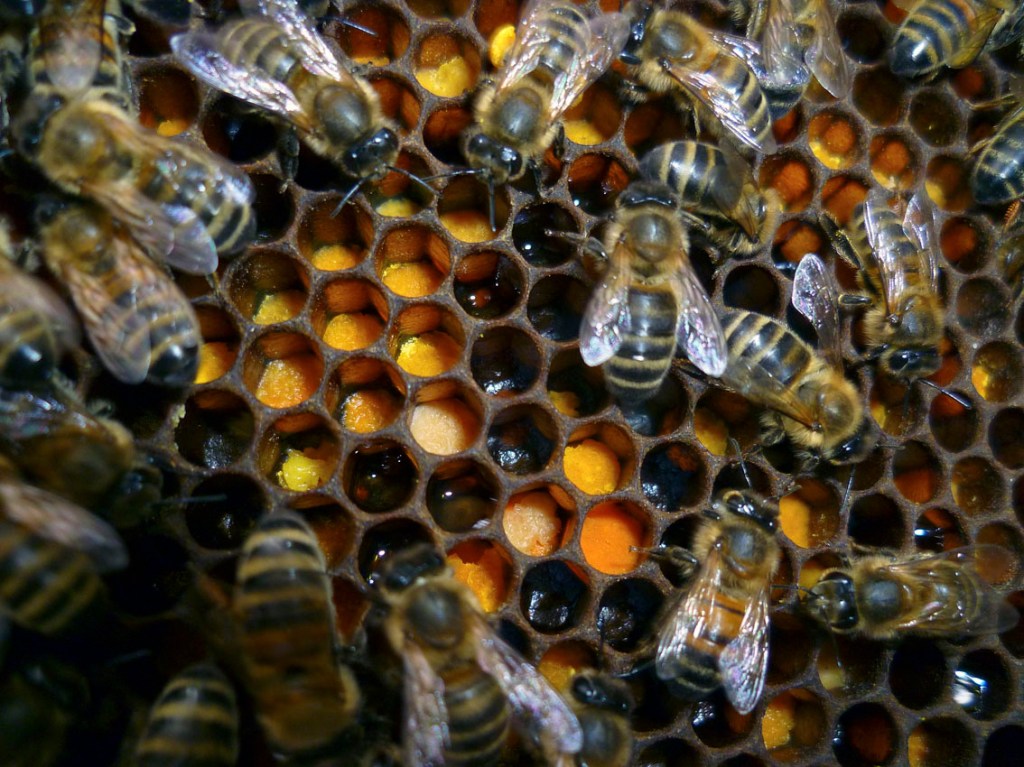 The secret beekeepers | Mrs Apis Mellifera