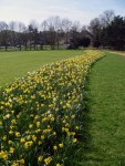 Bailey comb change for spring bees | Mrs Apis Mellifera