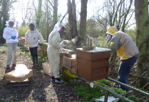Bailey comb change for spring bees | Mrs Apis Mellifera