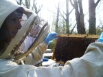 Bailey comb change for spring bees | Mrs Apis Mellifera
