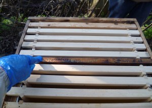 Bailey comb change for spring bees | Mrs Apis Mellifera