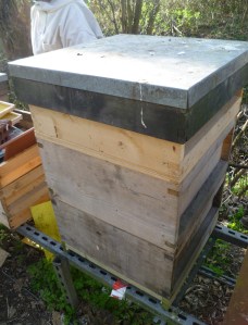 Bailey comb change for spring bees | Mrs Apis Mellifera