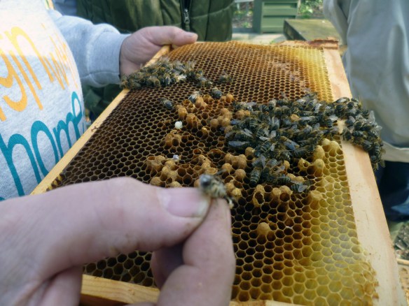 Bailey comb change for spring bees | Mrs Apis Mellifera