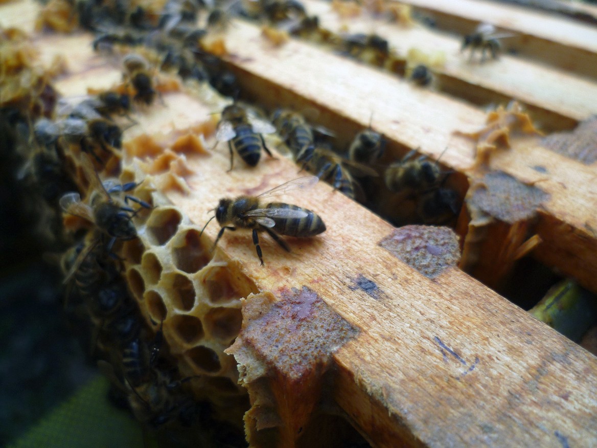 Bailey comb change for spring bees | Mrs Apis Mellifera