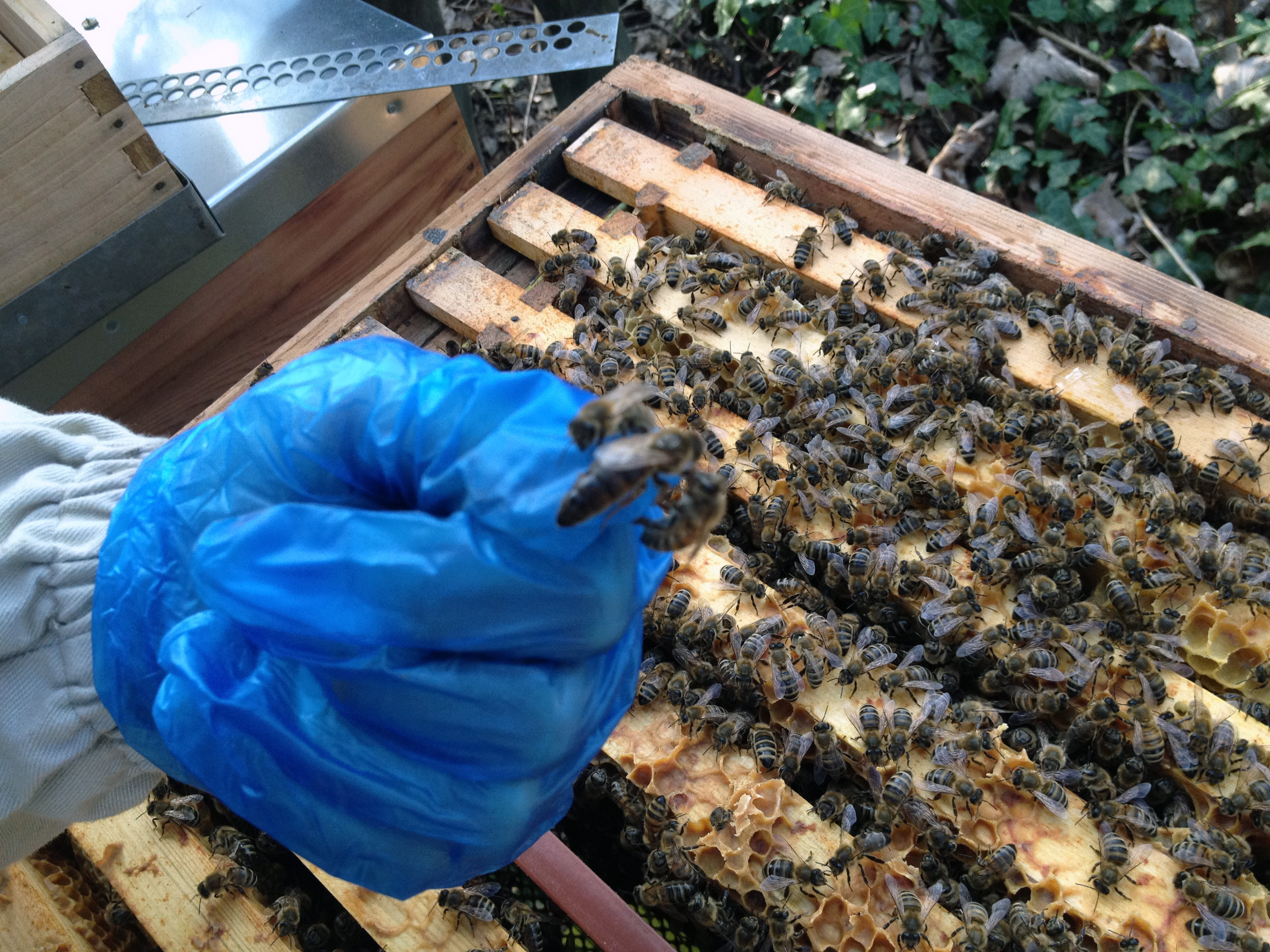Bailey comb change for spring bees | Mrs Apis Mellifera