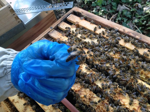 Bailey comb change for spring bees | Mrs Apis Mellifera