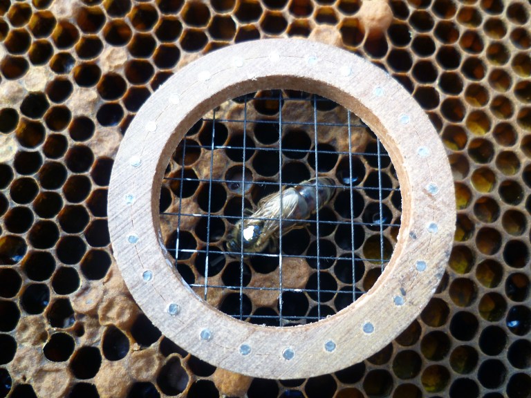 Bailey comb change for spring bees | Mrs Apis Mellifera