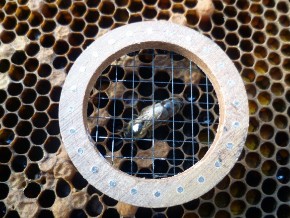Bailey comb change for spring bees | Mrs Apis Mellifera