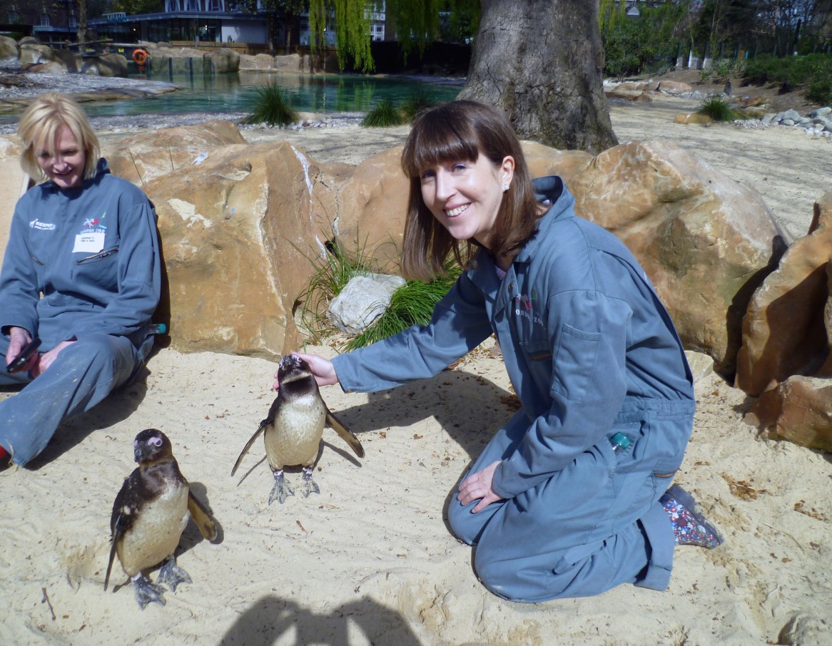 ZSL London Zoo ‘Keeper for a Day’: dreams do come true | Mrs Apis Mellifera