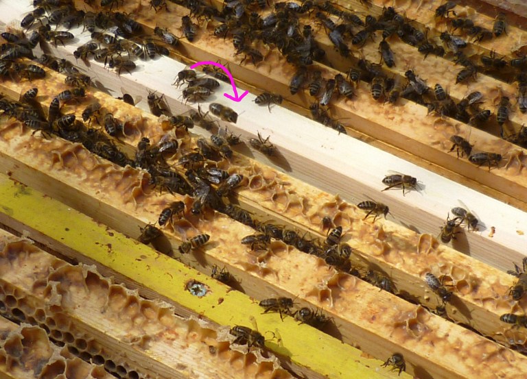 The case of foul brood and the diabolical baby | Mrs Apis Mellifera