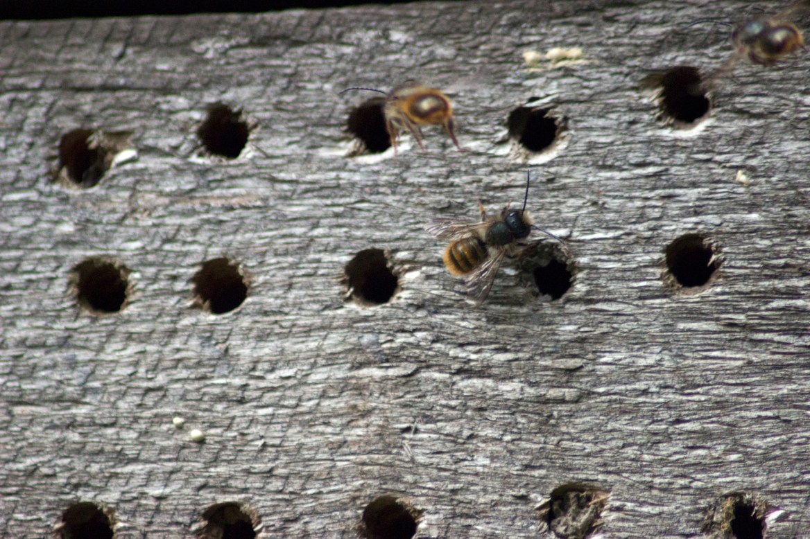 Bee Health Day at the London Beekeepers Association | Mrs Apis Mellifera