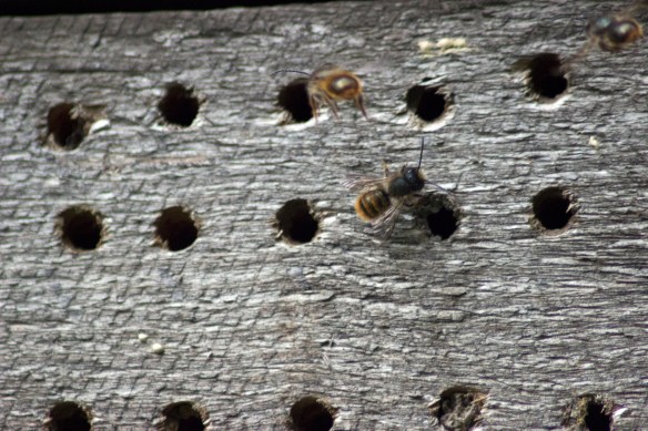 Bee Health Day at the London Beekeepers Association | Mrs Apis Mellifera