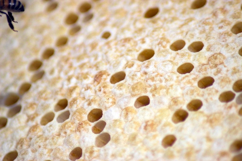 Bee Health Day at the London Beekeepers Association | Mrs Apis Mellifera