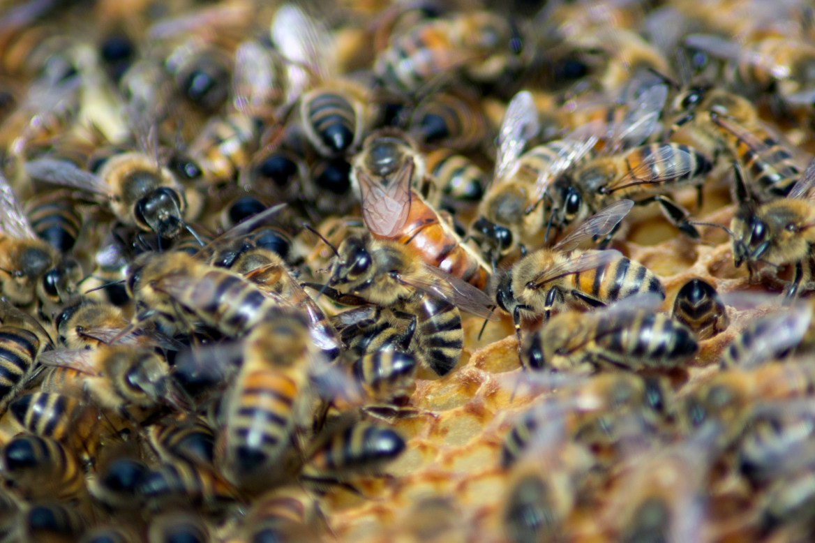 Bee Health Day at the London Beekeepers Association | Mrs Apis Mellifera