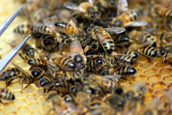 Bee Health Day at the London Beekeepers Association | Mrs Apis Mellifera