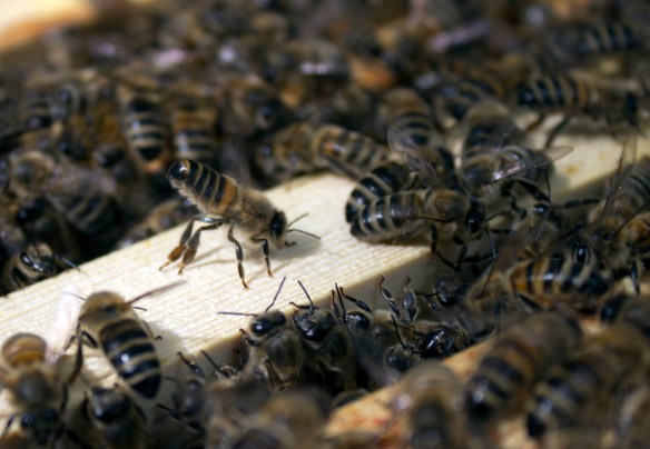 sickle dance | Mrs Apis Mellifera