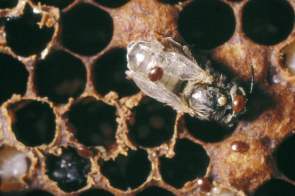 Bee Health Day at the London Beekeepers Association | Mrs Apis Mellifera