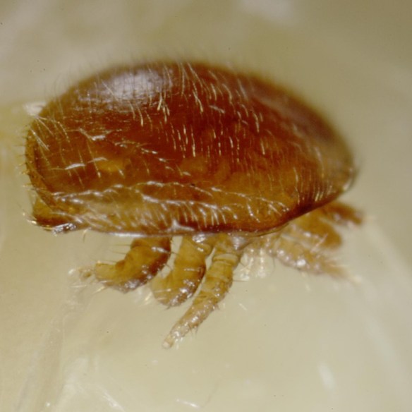 Bee Health Day at the London Beekeepers Association | Mrs Apis Mellifera
