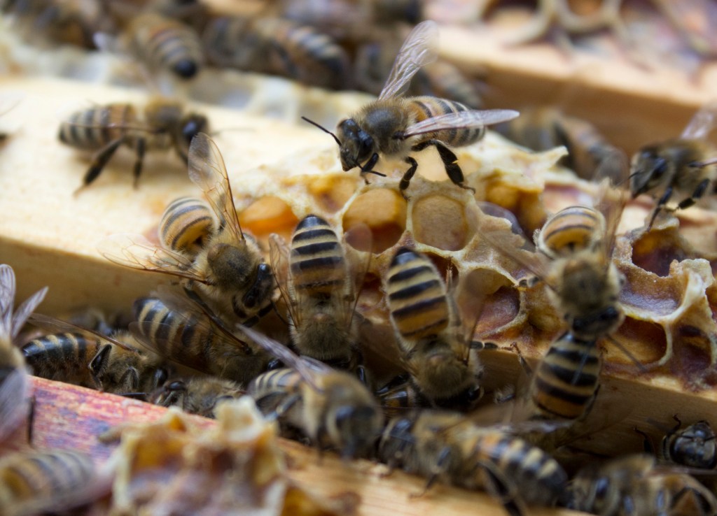 A very important message from the bee inspectors for June | Mrs Apis ...