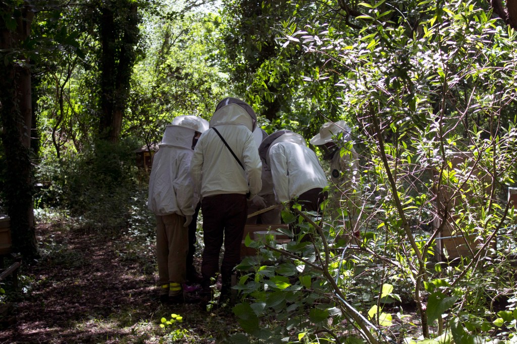 A very important message from the bee inspectors for June | Mrs Apis ...