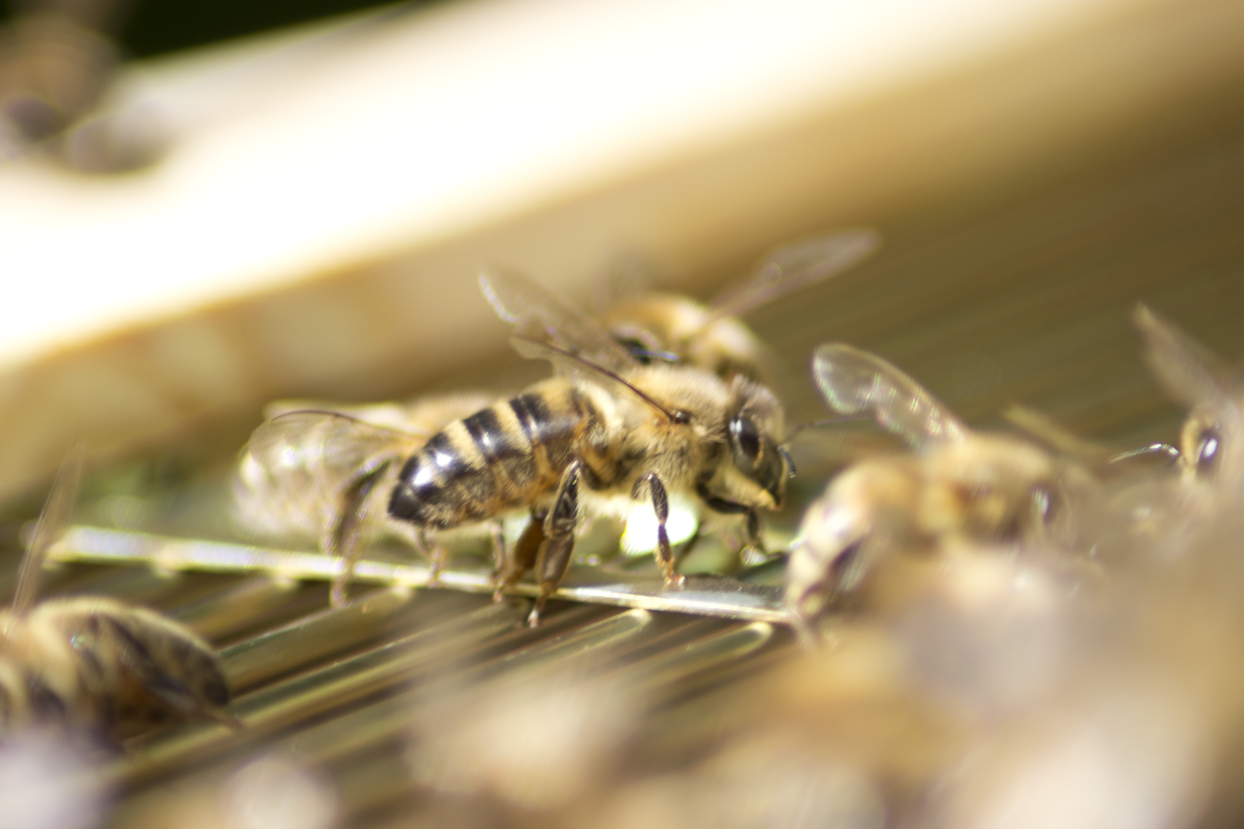 The Bad Beekeepers Club | Mrs Apis Mellifera