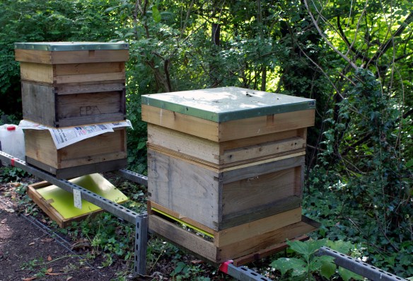 lavender | Mrs Apis Mellifera