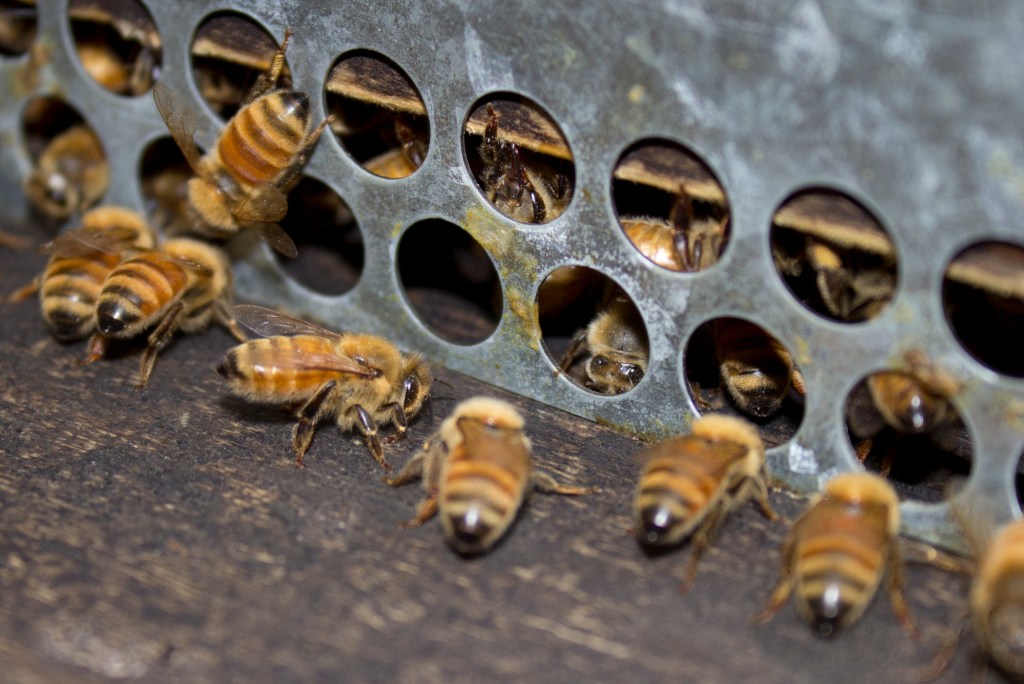 Olympic Queens! | Mrs Apis Mellifera