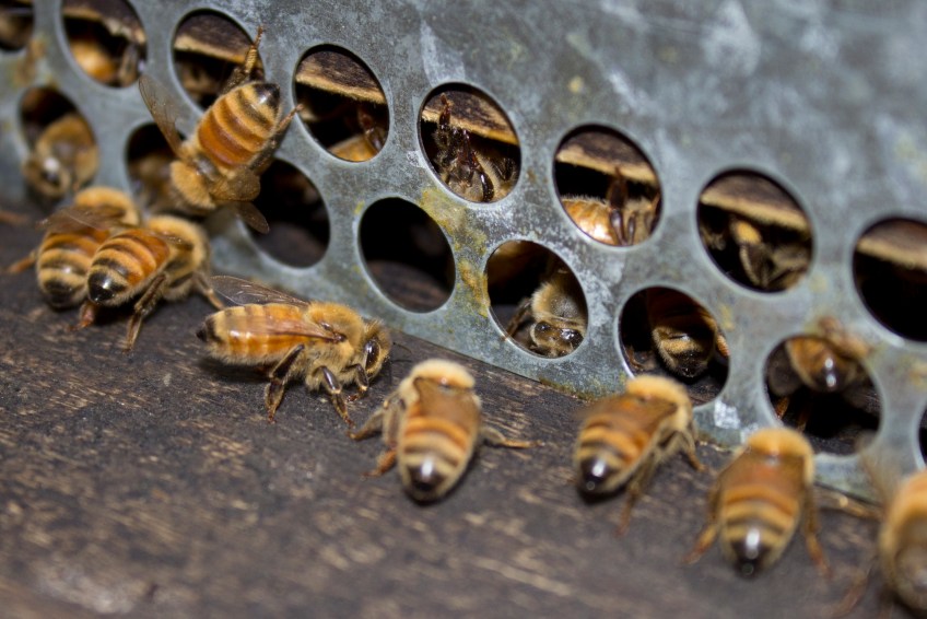 Returning foragers and guard bees | Mrs Apis Mellifera