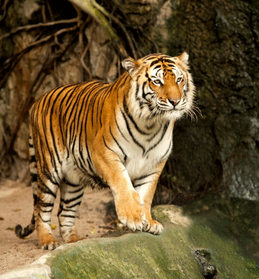 Lions and tigers and bees… | Mrs Apis Mellifera