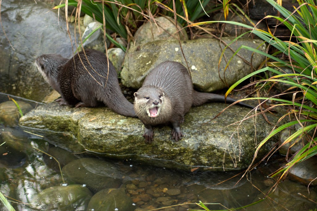 Rain or shine, the otters like it fine | Mrs Apis Mellifera