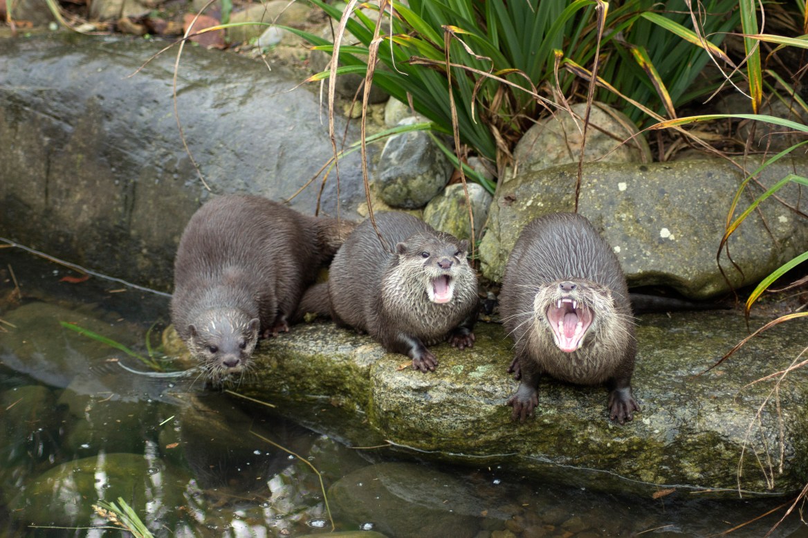 Rain or shine, the otters like it fine | Mrs Apis Mellifera