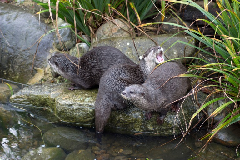 Rain or shine, the otters like it fine | Mrs Apis Mellifera