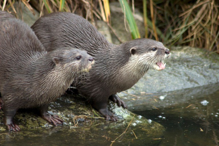 Rain or shine, the otters like it fine | Mrs Apis Mellifera