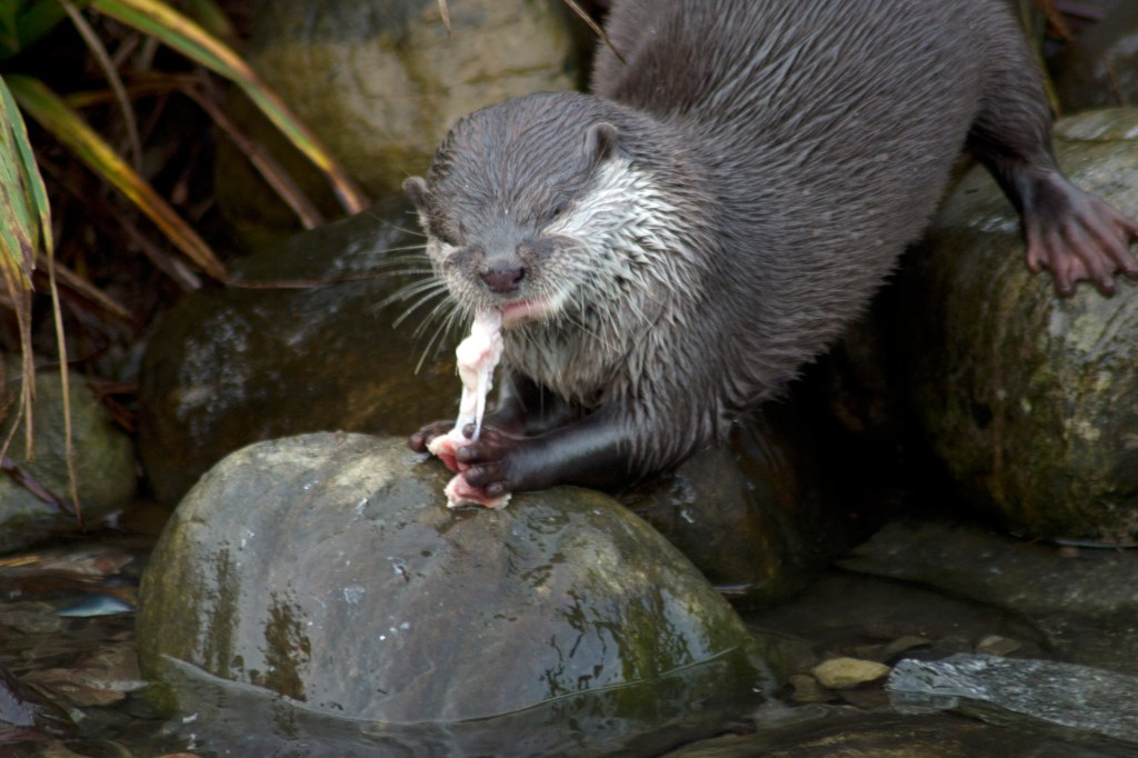 Rain or shine, the otters like it fine | Mrs Apis Mellifera