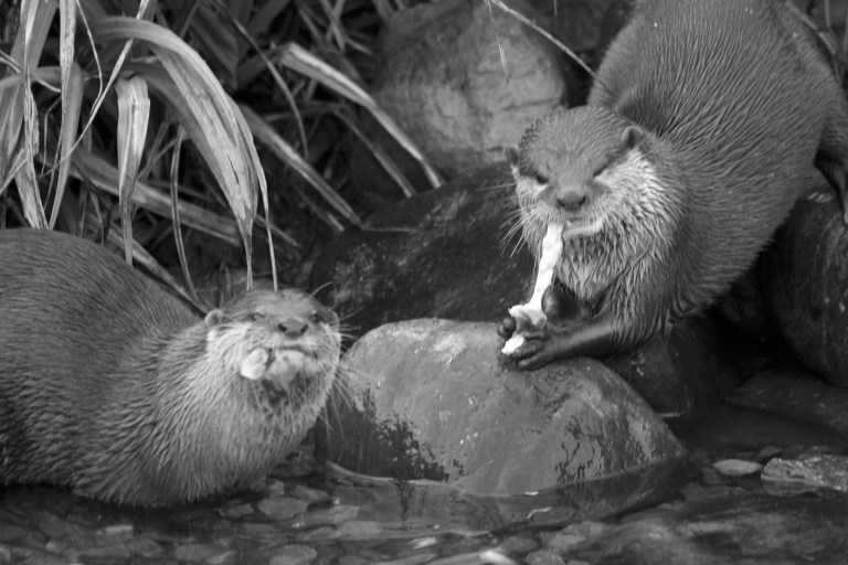 Rain or shine, the otters like it fine | Mrs Apis Mellifera