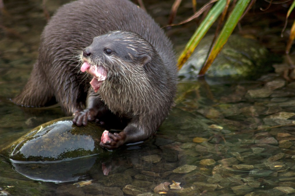 Rain or shine, the otters like it fine | Mrs Apis Mellifera