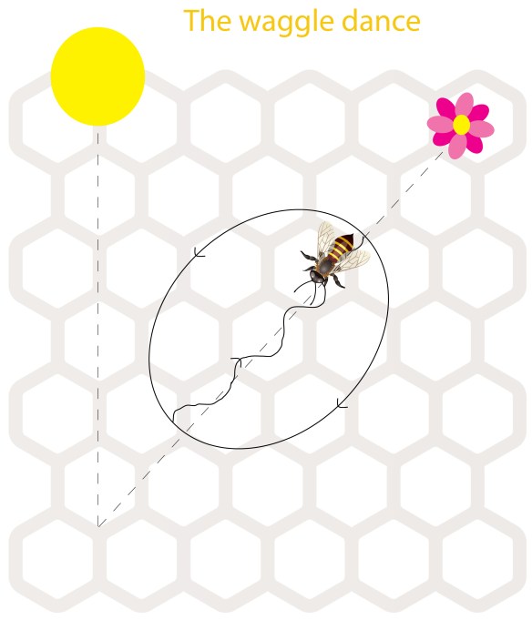 sickle dance | Mrs Apis Mellifera