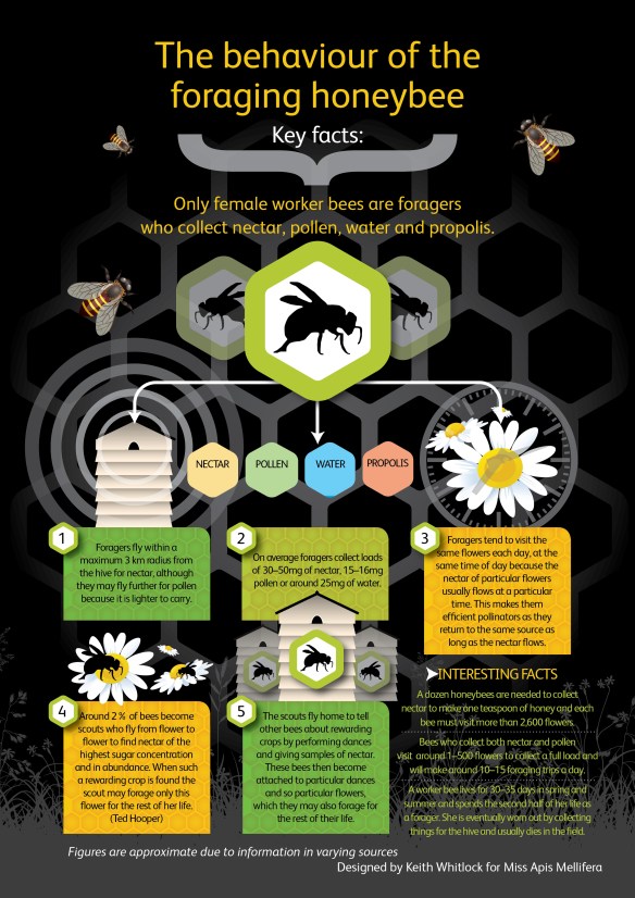 Winter studies: the foraging honeybee | Mrs Apis Mellifera