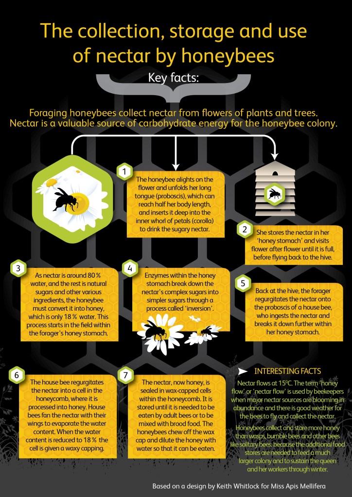 Infographics | Mrs Apis Mellifera