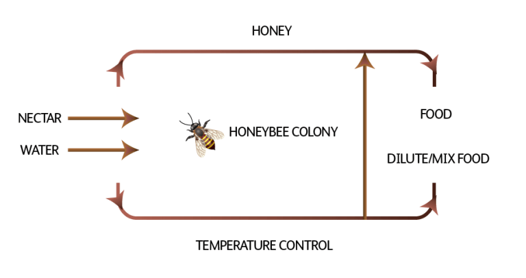 Infographics | Mrs Apis Mellifera