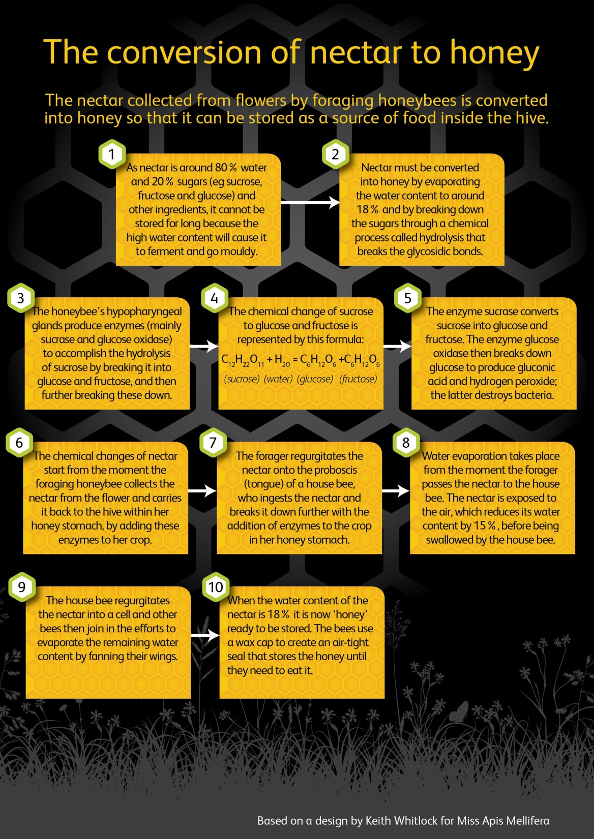 Infographics | Mrs Apis Mellifera