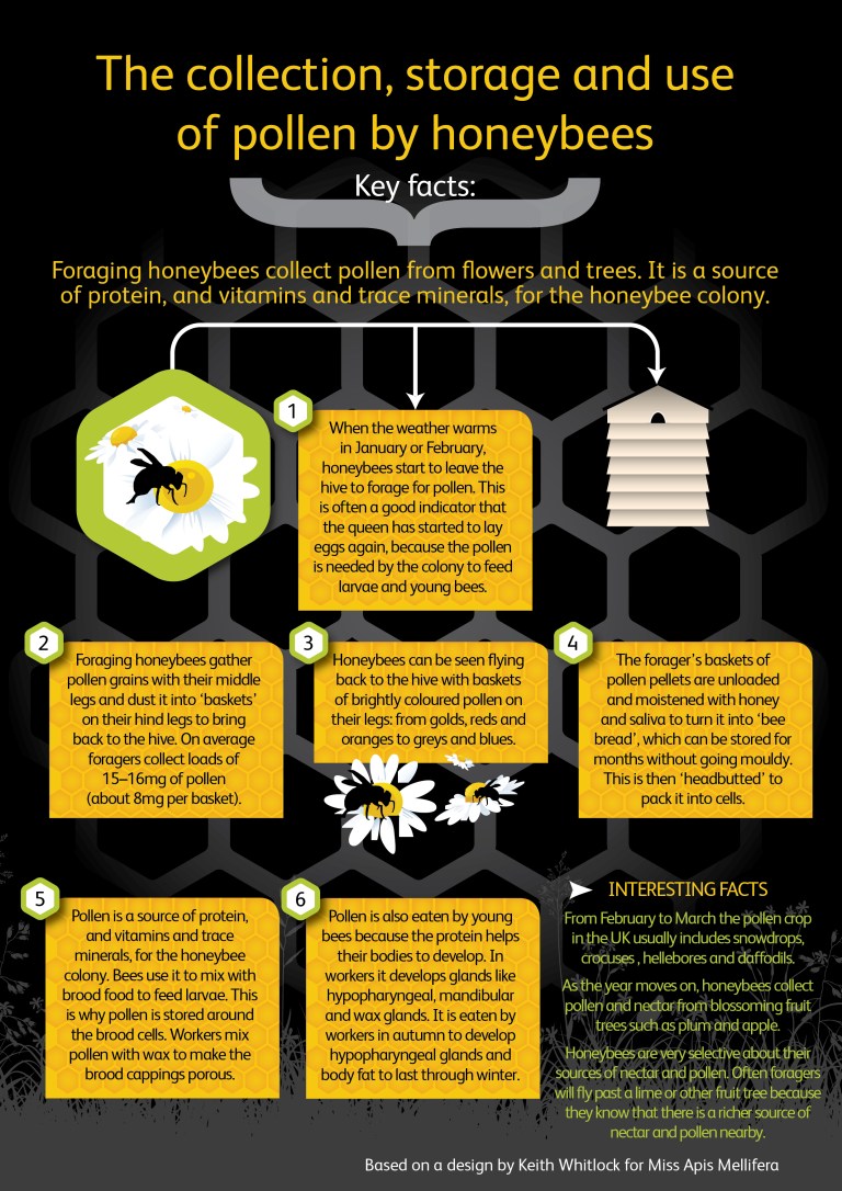 Infographics | Mrs Apis Mellifera