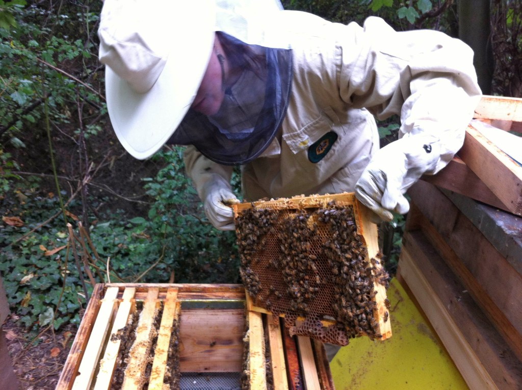 What is a swarm cell and what is a supersedure cell? | Mrs Apis Mellifera