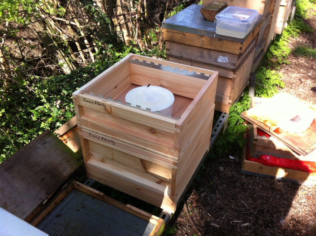 A tale of two colonies | Mrs Apis Mellifera